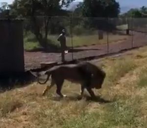 Un lion attaque son propriétaire dans une réserve privée en Afrique du ...