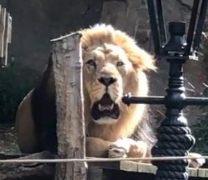 Un concours de rugissement entre un lion et un homme - Vidéo