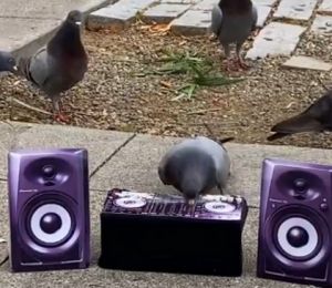 Une rave party avec des pigeons - Vidéo