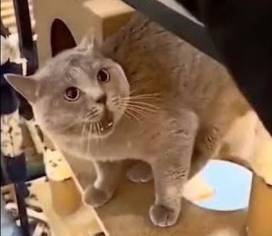 Un remix de Alugalug Cat avec des internautes du monde entier - Vidéo