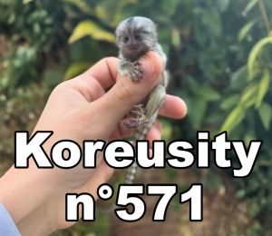 Vidéos Buzz, Jeux Flash et Images sur Koreus.com