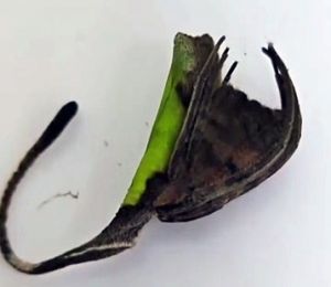 Eriovixia gryffindori, cette araignée qui ressemble à une feuille morte ...